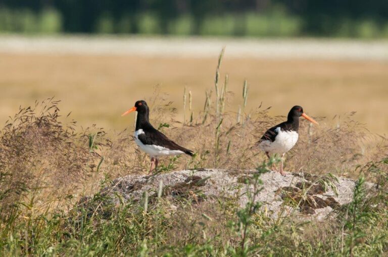 Skog & Vilt - Trolle Ljungby